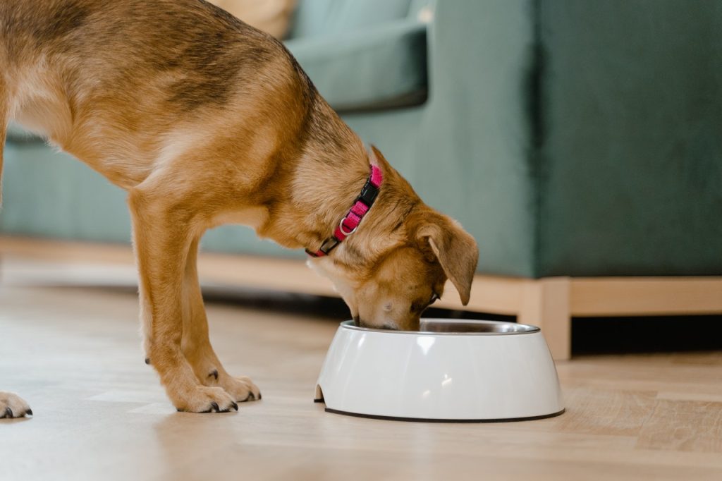 Nos conseils pour bien nourrir son chien | Portail vétérinaire